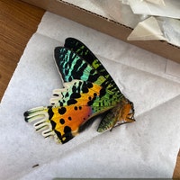 Set of Assorted Butterflies for Beginners to Learn How to Spread a ...