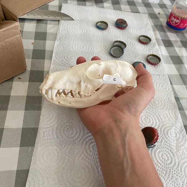 Real Arctic Fox Skull (vulpes Lagopus), Professionally Cleaned ...