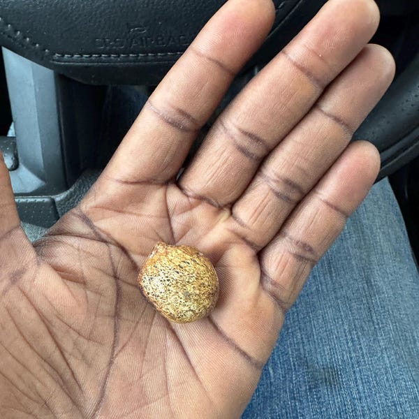 Tetrapleura Tetraptera /prekese / Aidan Tree.-1000g/1kg - Etsy