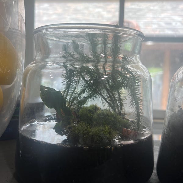 Dried Mix of Forest Findings/forest Floor Foraging Collection/ Dried ...