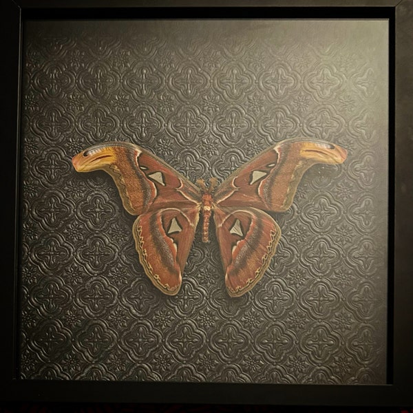 Attacus Atlas Moth Papered Specimen MALE and FEMALE Spcimens, Real ...