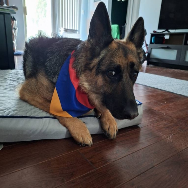 Swedish Flag Dog Bandana Over the Collar, Flag of Sweden SVG, Flag of ...