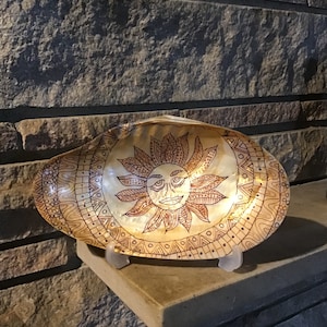 1 to 100 Astrea Calcar Turban Spurred Shells Natural Cream | Etsy