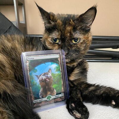 Personalized Pet Magic the Gathering Foil Land - Etsy