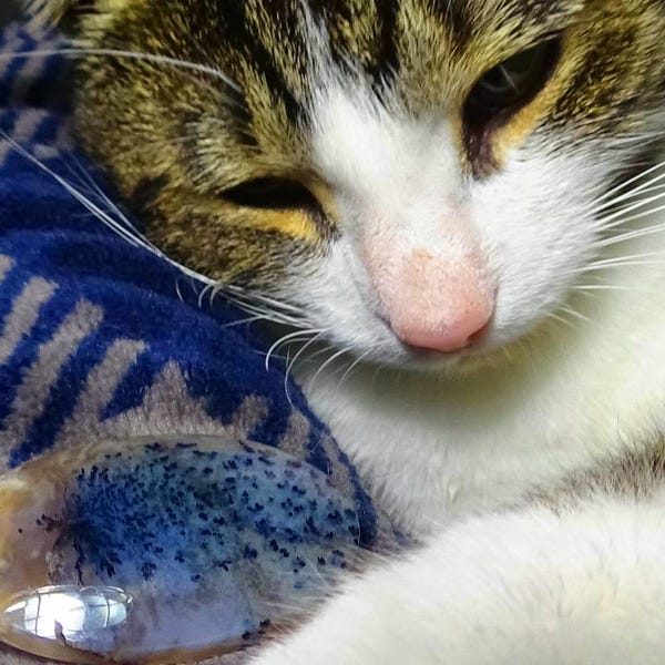 Rare Natural Agatized Petrified Palm Wood Fossil Cabochon, Petrified ...