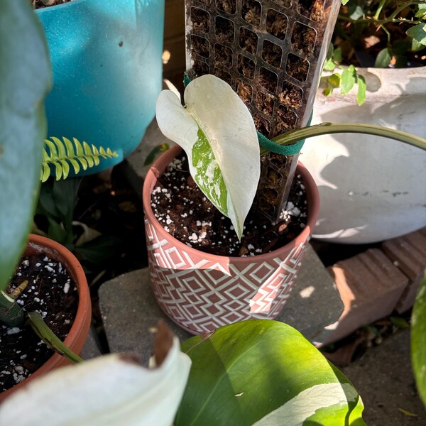 Monstera Sierrana Brazilian Common Form. US Seller. Fast Shipping. RARE ...