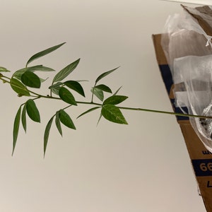 Organic Red PIGEON PEAS Gunga Pea 50 Seeds Cajanus Cajan Gandul Lazaro ...