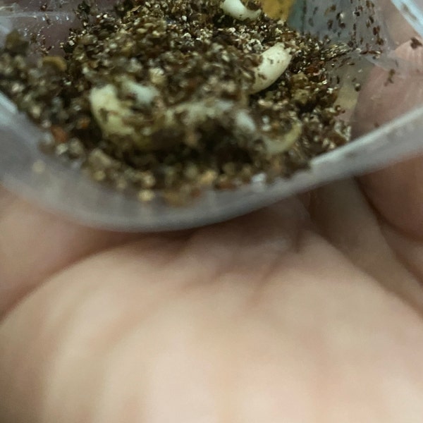Veralu Ceylon Olive Tree Seedling elaeocarpus Serratus - Etsy