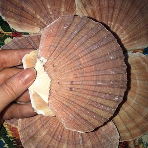 Set of 3 Large Irish Flat Scallops Shells Seashells 4 Crafts Beach ...