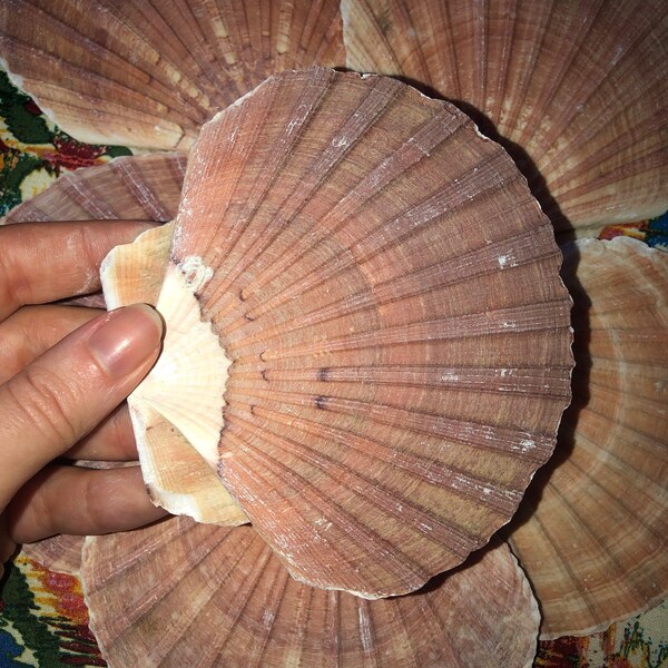 Set of 6 Large Irish Flat Scallops Shells Seashells 4"+ Crafts Beach Cottage - Etsy