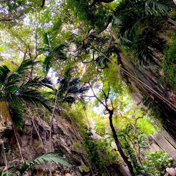 Prediction Reading General Tarot Reading Video Tarot Card Reading ...