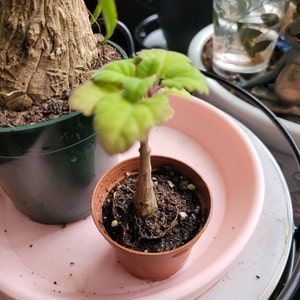 Bonsai Mint plectranthus Ernstii Caudex - Etsy