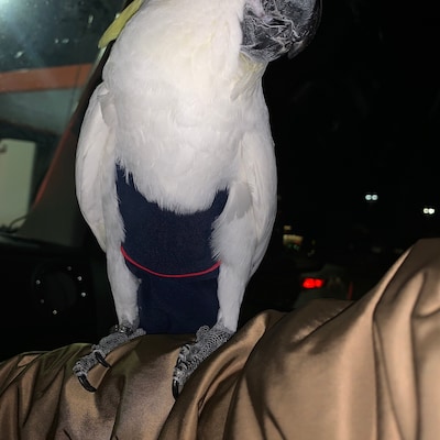 Size 16 Pigeon Flyper Bird Diaper for Pigeon Size, King Pigeon, Runt ...