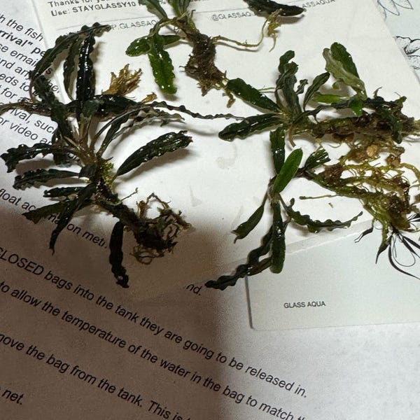 Pogostemon Helferi (downoi Plant) Tissue Culture, Easy Live Aquatic ...