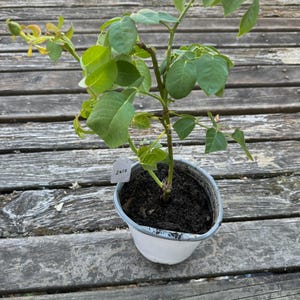 Rare New Rose. Red Juicy Terrazza. 红果汁flower Machine. Continue Blooming ...