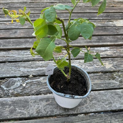 Rare New Rose. Red Juicy Terrazza. 红果汁flower Machine. Continue Blooming ...