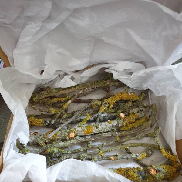 Willow Rods for Weaving and Crafts. Natural Brown, Buff or White Willow ...