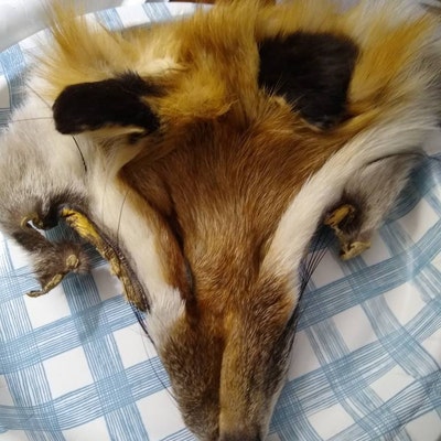 Real Animal Fur Tanned Red Fox Face Head Taxidermy Skin Pelt Hide Parts ...