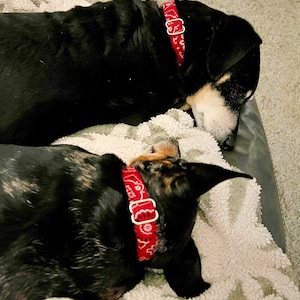 ACU Digital Camo Dog Collar by Swanky Pet - Etsy