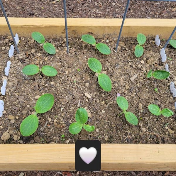 Yugoslavian Fingers (heirloom/c.pepo) Seeds: Semi-rare, White Finger ...