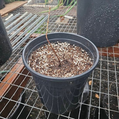 Hass Avocado Seedling 1 Year Old Plant, Shipped in Pot With Soil. - Etsy