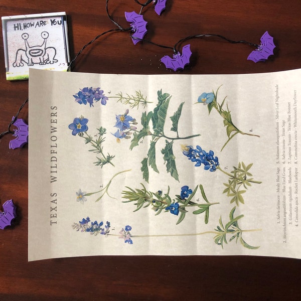 Botanical Texas Red Wildflower Poster - Etsy