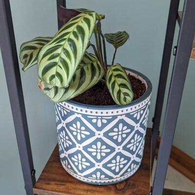 Calathea Burle Marx in a 3 Pot Maranta Amabilis Burle Marxii Starter ...