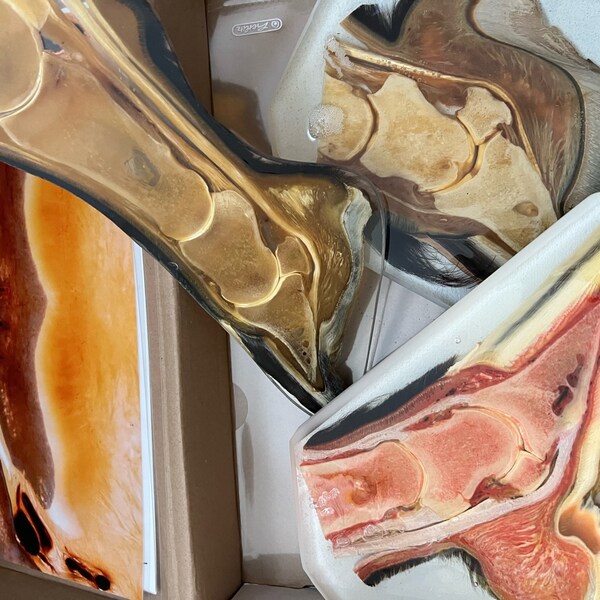 Horse Hoof Anatomy Labelled Teaching Chart Equine Foot Anatomical ...
