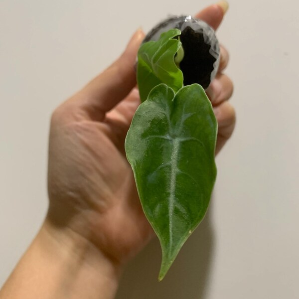 Kei Yoki African Violet Starter Plant ALL PLANTS Require You to ...