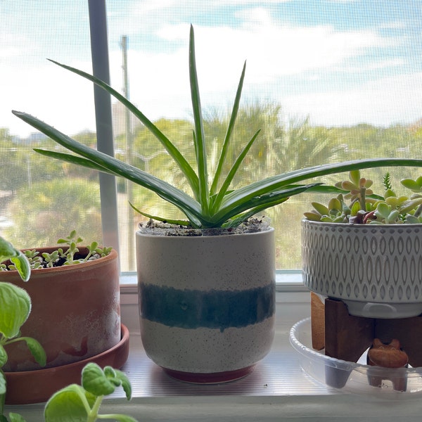 Elliot Planter - Speckled Ombré - Ceramic Pot in Multiple Sizes - Etsy