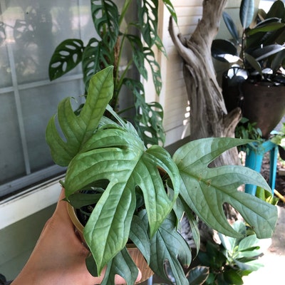 Spider Man Monstera amydrium Silver 4 Pot ALL PLANTS Require You to ...