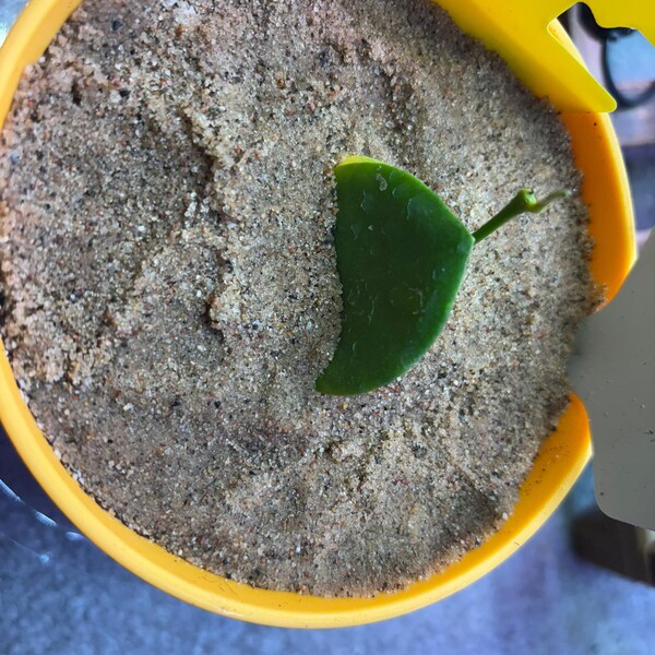 Chester Fern Starter Plant ALL STARTER PLANTS Require You to Purchase 2 ...