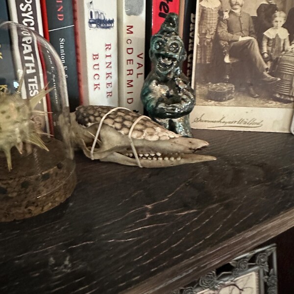 Datura Specimen Displays | Moonflower | Seed Pod |specimen | Oddity ...