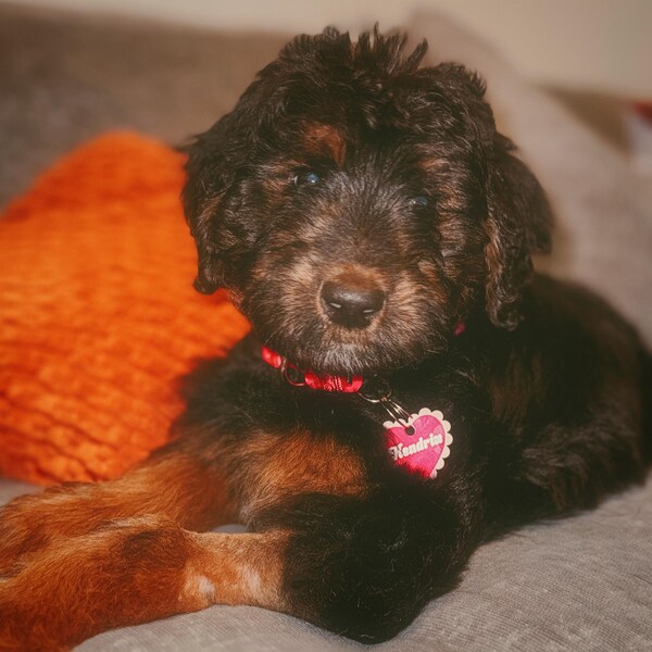 Brat Acrylic Pet ID Tags, Custom Pet Tag, Personalized Pet ID Tag - Etsy