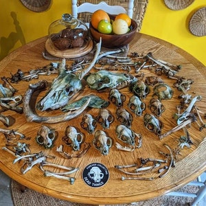 Forever Collecting Dead Things Illustration High-quality | Etsy