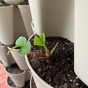 2 Raspberry Plants Joan J Completely Thornless, Everbearing, High ...
