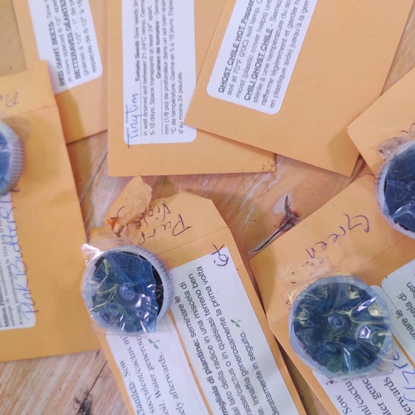 HEAVEN BLUE MILKWEED Tweedia Seeds - Rare Blue Milkweed / Blue Milkweed ...