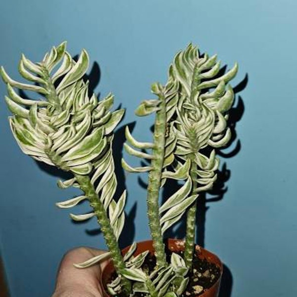 Devil's Backbone Variegated Plant 2" Pot - Etsy