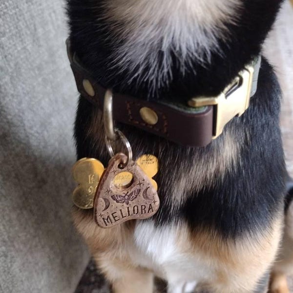 Mini Dog Tag for Dogs, the Bean, Dog Tag, Kidney Bean, Personalized ...