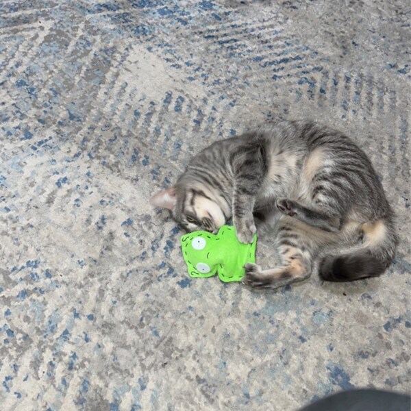 Kuchi Kopi Catnip Toy bobs Burgers - Etsy