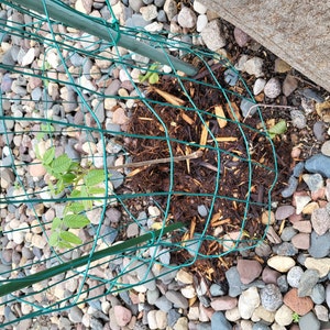 Sycamore Tree Sapling, Sycamore Tree, Sycamore Plant, Live Plant ...