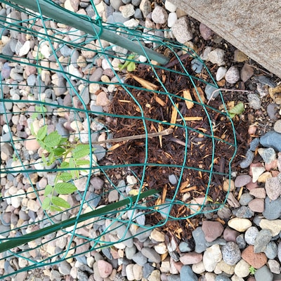 Sycamore Tree Sapling, Sycamore Tree, Sycamore Plant, Live Plant ...