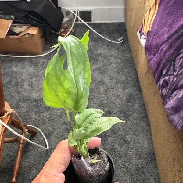 Spider Man Monstera “amydrium” Starter Plant (ALL STARTER PLANTS ...
