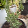 Live Texas Privet/ Ligustrum Japonicum Texanum - Etsy