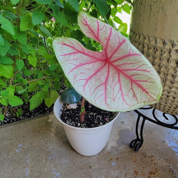 Caladium 'summer Pink' Size #2 (2 Bulbs) Size #1(1 Bulb/large) - Etsy