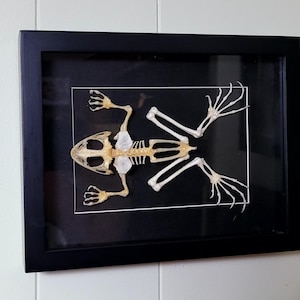 Real Atlas Moth Shadow Box Frame, Framed Attacus Atlas, Moth Taxidermy ...