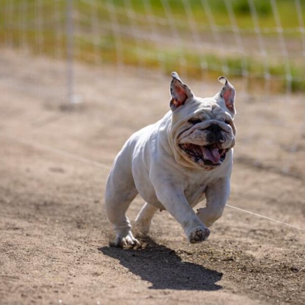 Bold and Bright Ring Lead With Tug Agility Lead-barn Hunt Lead Fyball ...