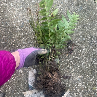 Carex Lurida Shallow Sedge Bareroot Wetland Restoration Live Plant ...
