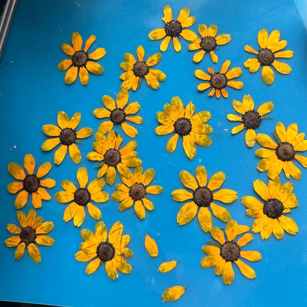 Pressed Black Eyed Susan Flowers for Resin, Nail Art, Scrapbooking (20 ...