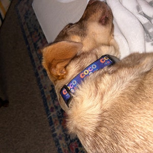 Disney Coco Dog Collar, Disney Dog Collar, Coco Dog Collar, Day of the ...